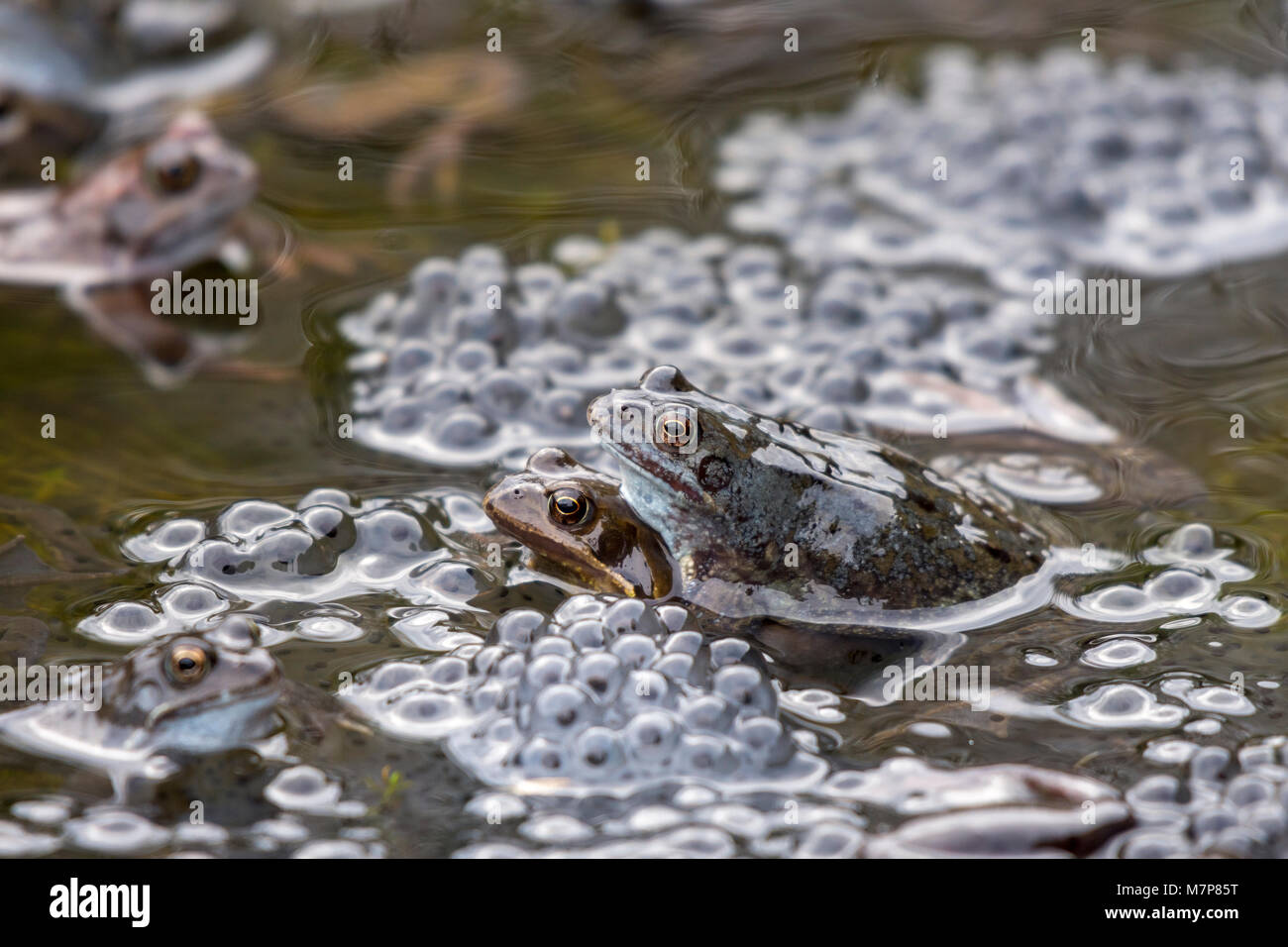Commons Frogs mating in a garden pond producing frog spawn Stock Photo ...