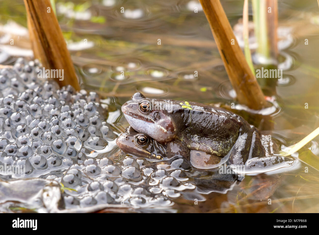 Commons Frogs mating in a garden pond producing frog spawn Stock Photo ...