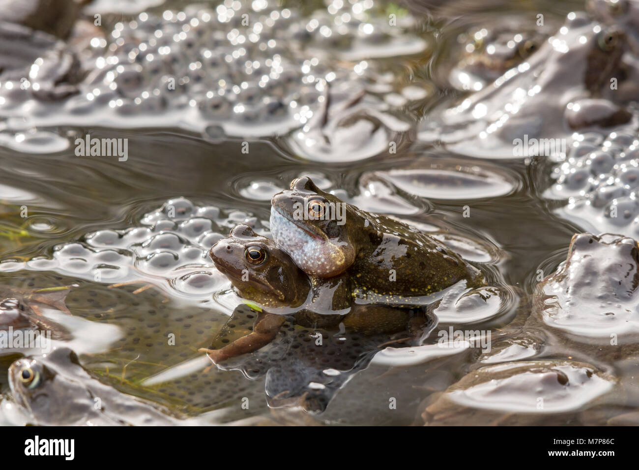 Commons Frogs mating in a garden pond producing frog spawn Stock Photo ...