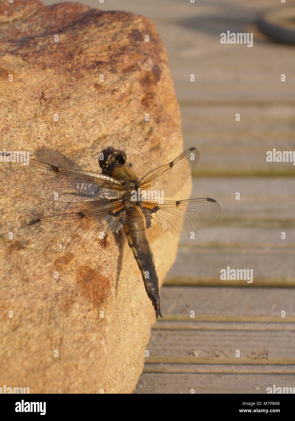 A dragonfly on a stone Stock Photo - Alamy