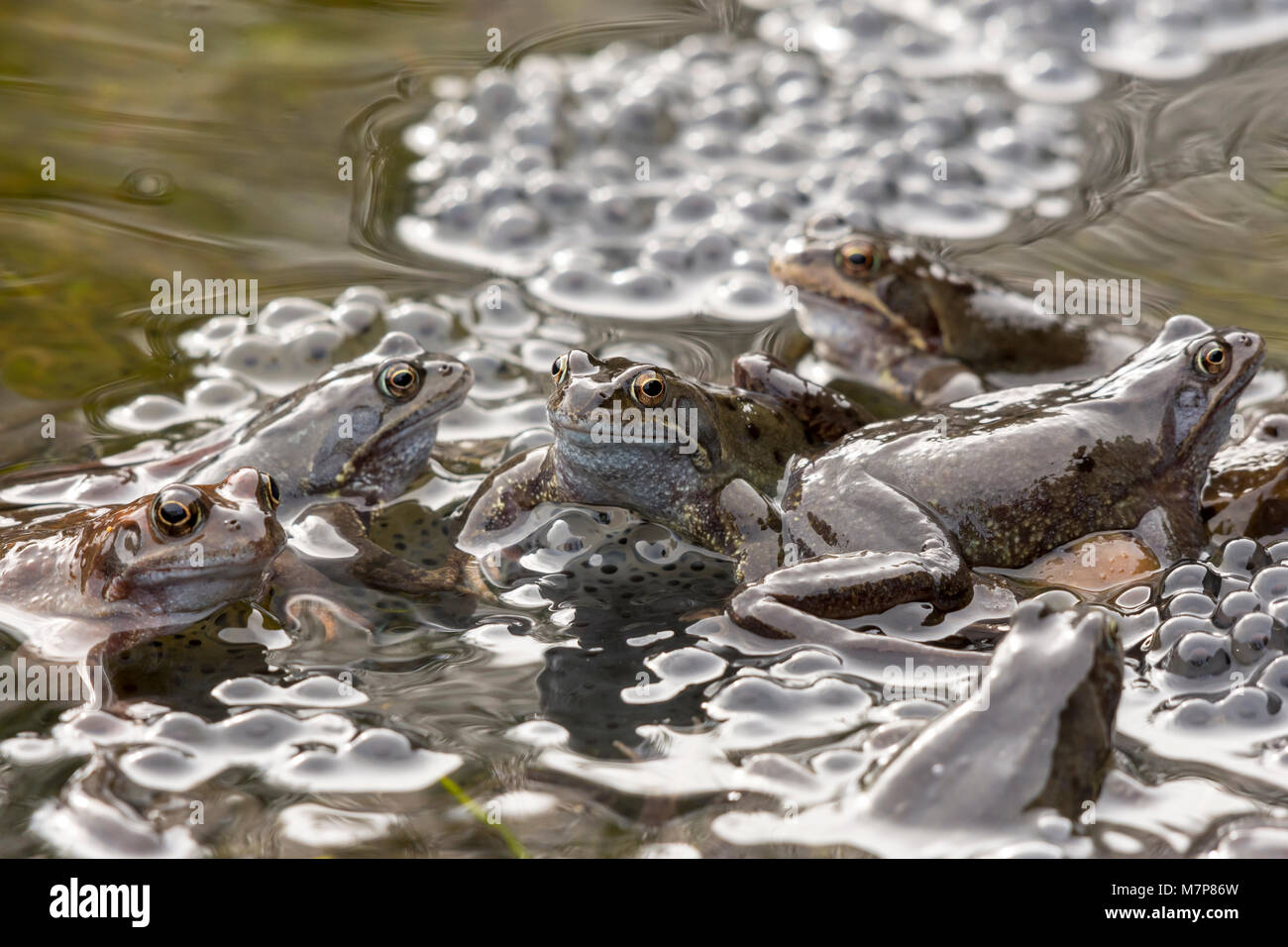 Common frogs spawn in hi-res stock photography and images - Alamy