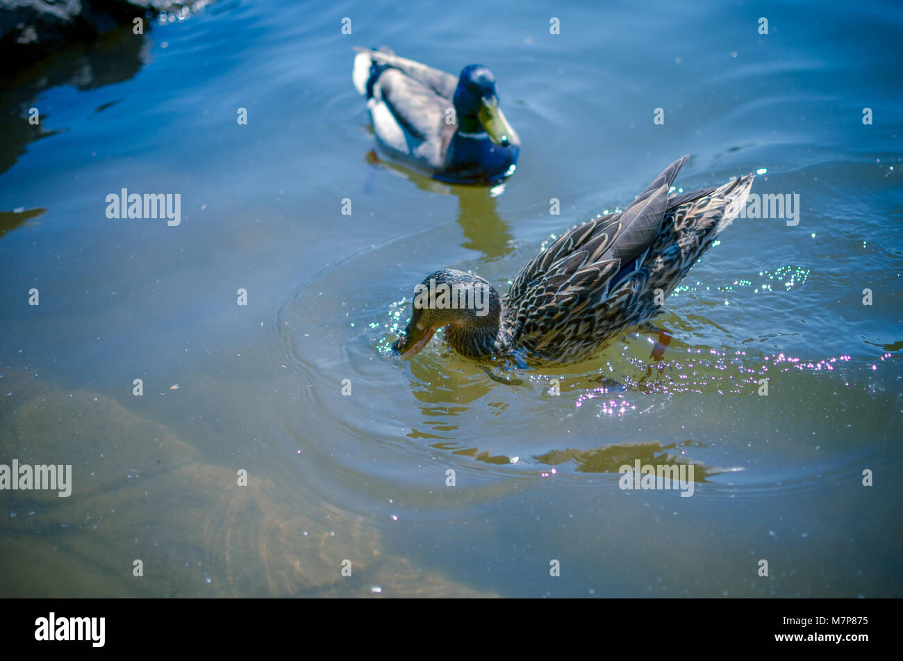 Two ducks ripple water hi-res stock photography and images - Alamy