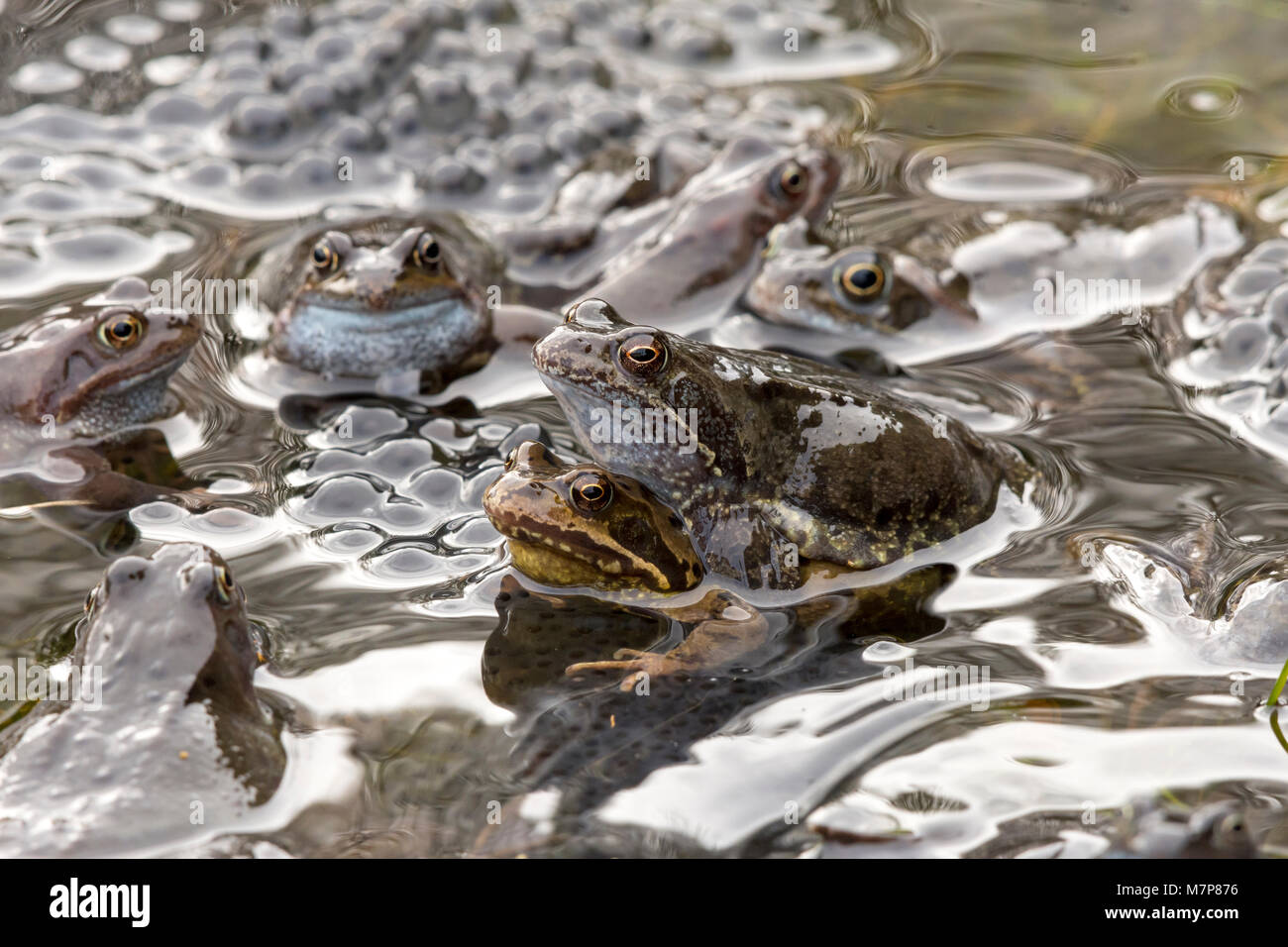 Commons Frogs mating in a garden pond producing frog spawn Stock Photo ...