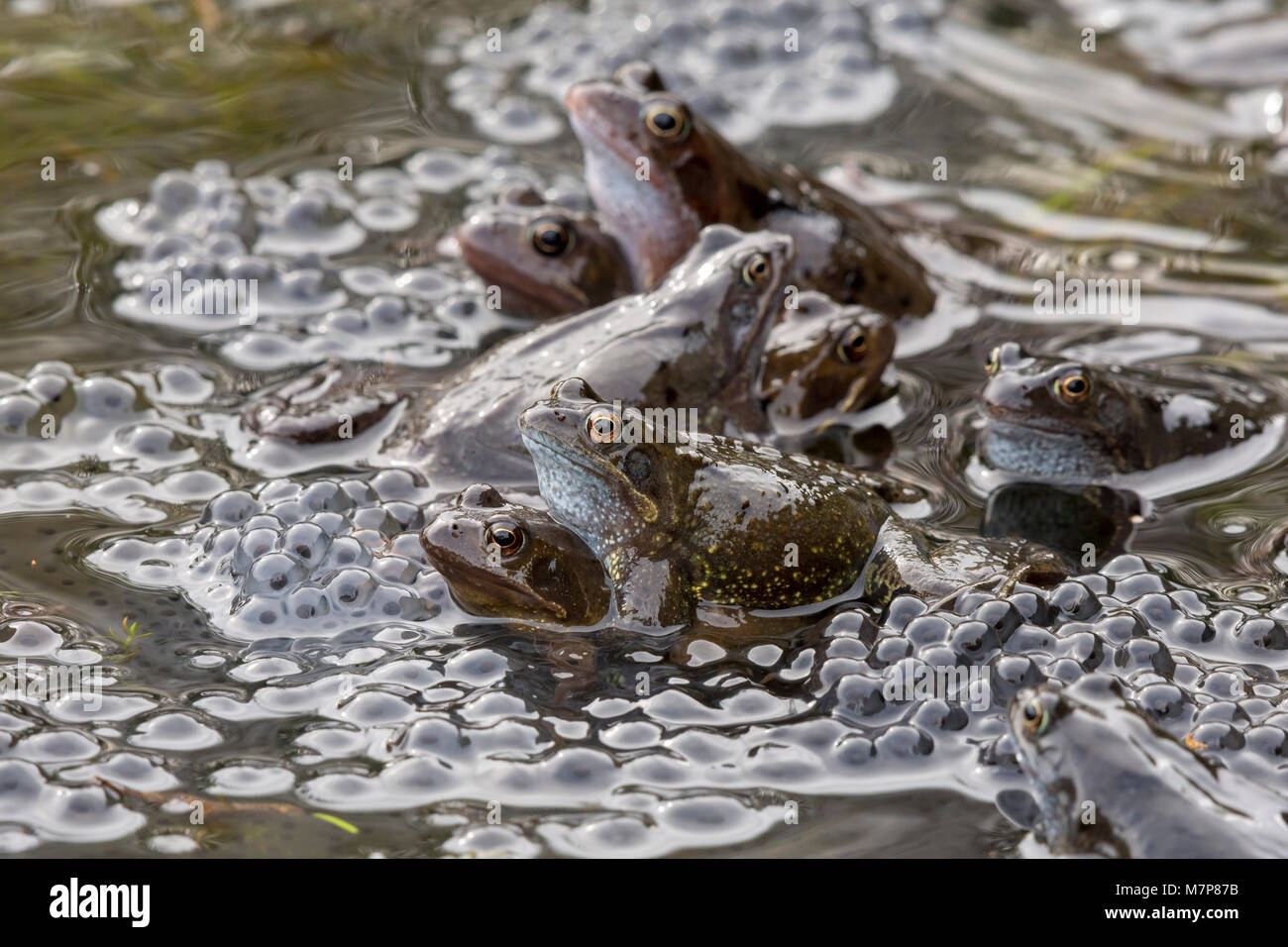 Commons Frogs mating in a garden pond producing frog spawn Stock Photo ...