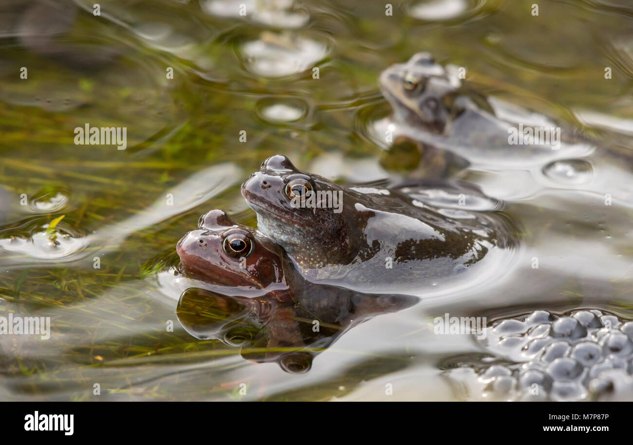 Commons Frogs mating in a garden pond producing frog spawn Stock Photo ...