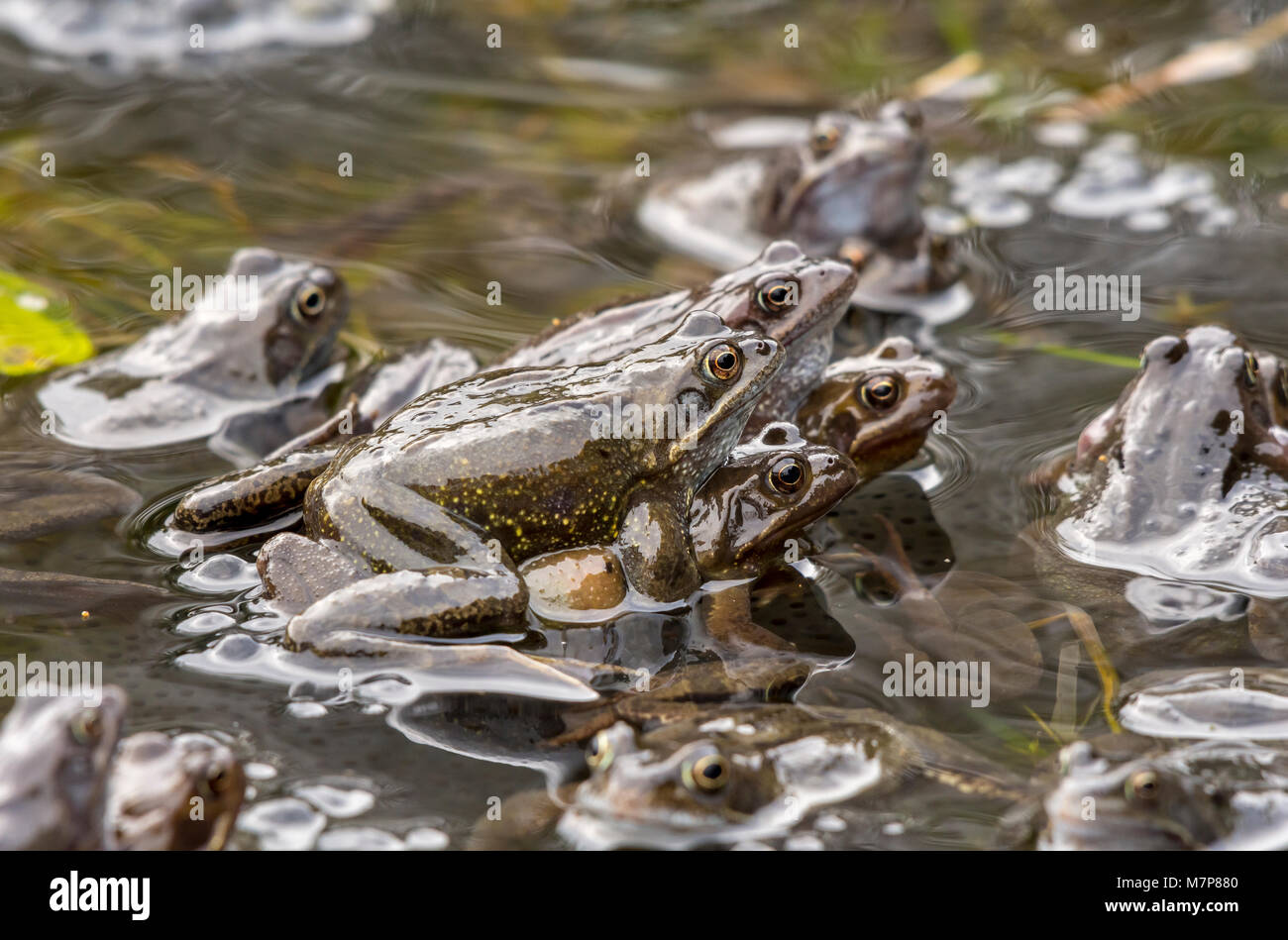 Commons Frogs mating in a garden pond producing frog spawn Stock Photo ...