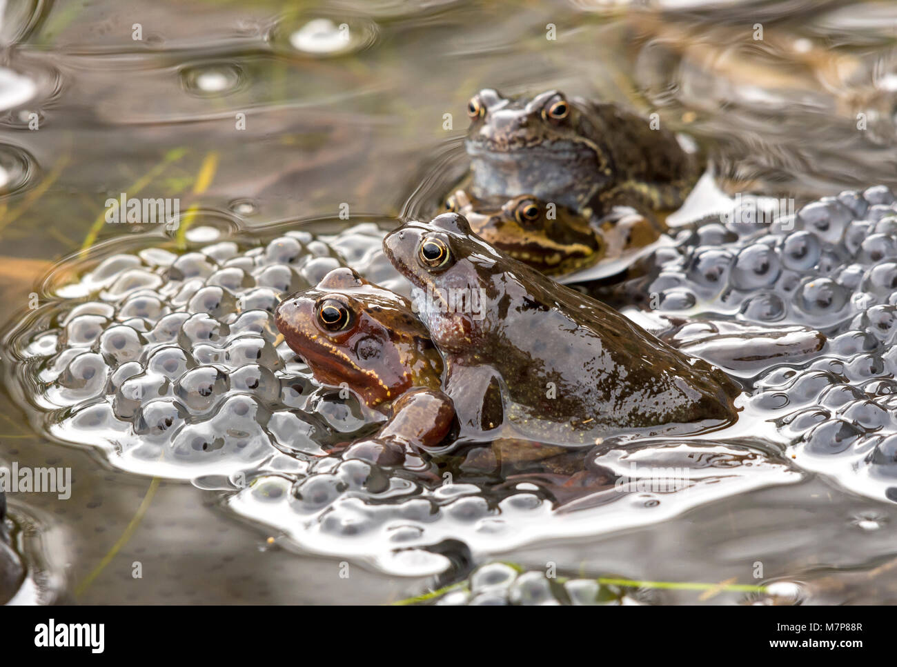 Commons Frogs mating in a garden pond producing frog spawn Stock Photo ...