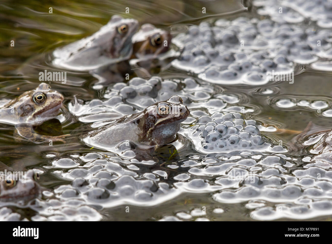 Commons Frogs mating in a garden pond producing frog spawn Stock Photo ...