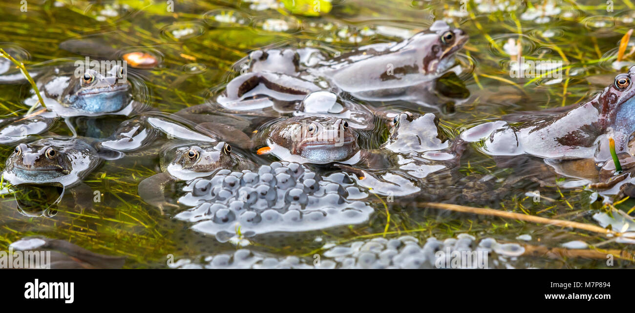 Commons Frogs mating in a garden pond producing frog spawn Stock Photo ...