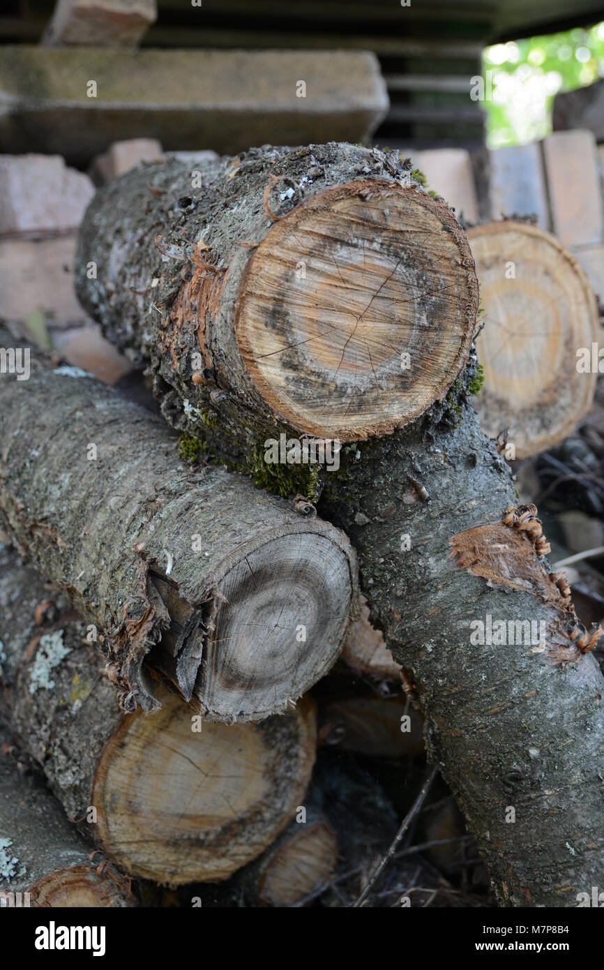 Aspen logs in a pile Stock Photo - Alamy