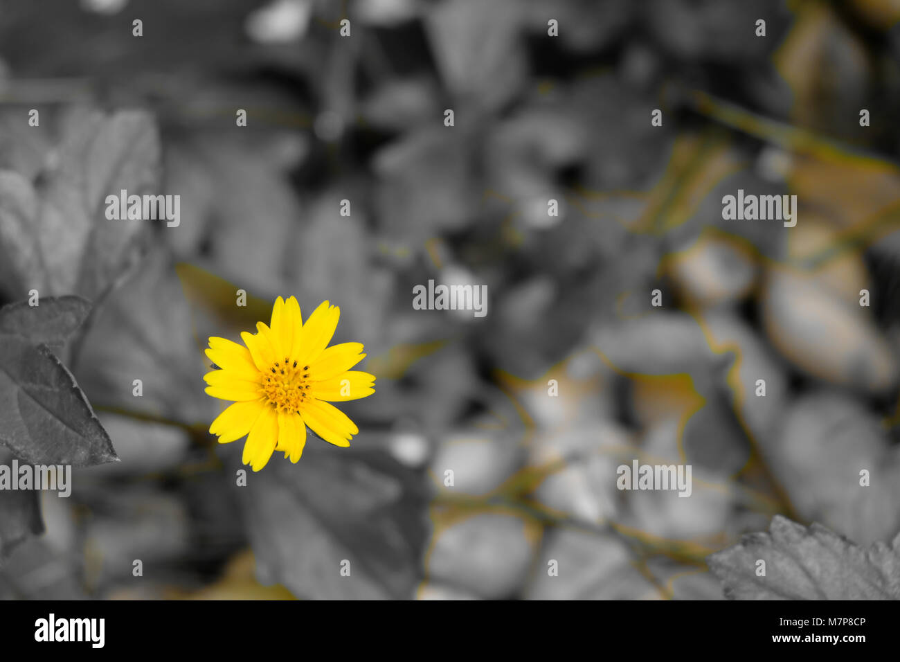 Yellow flower by electronic filter camera technic. Flower on yellow ...