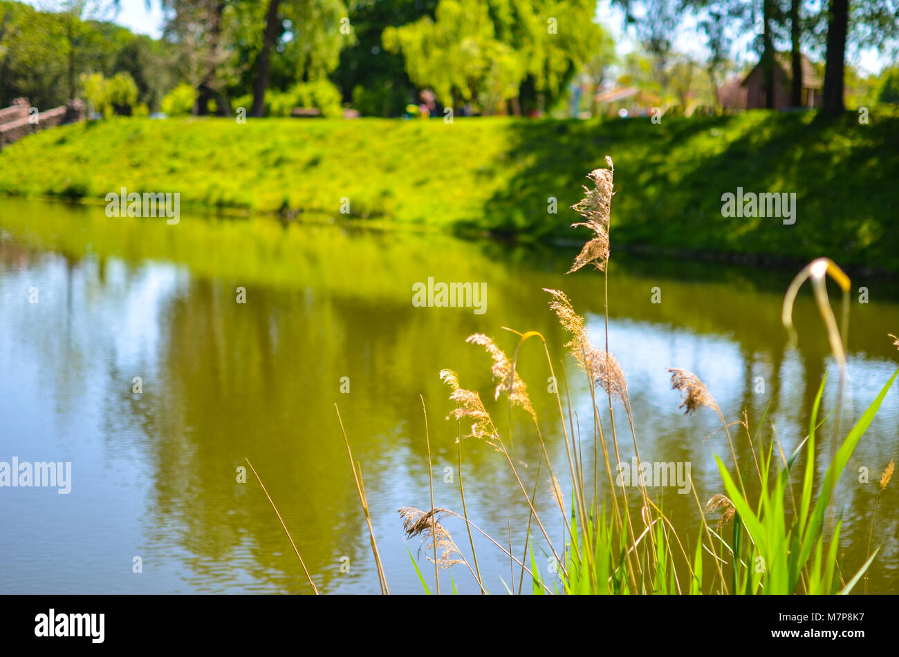 Common cane Phragmites australis on the lake Stock Photo - Alamy