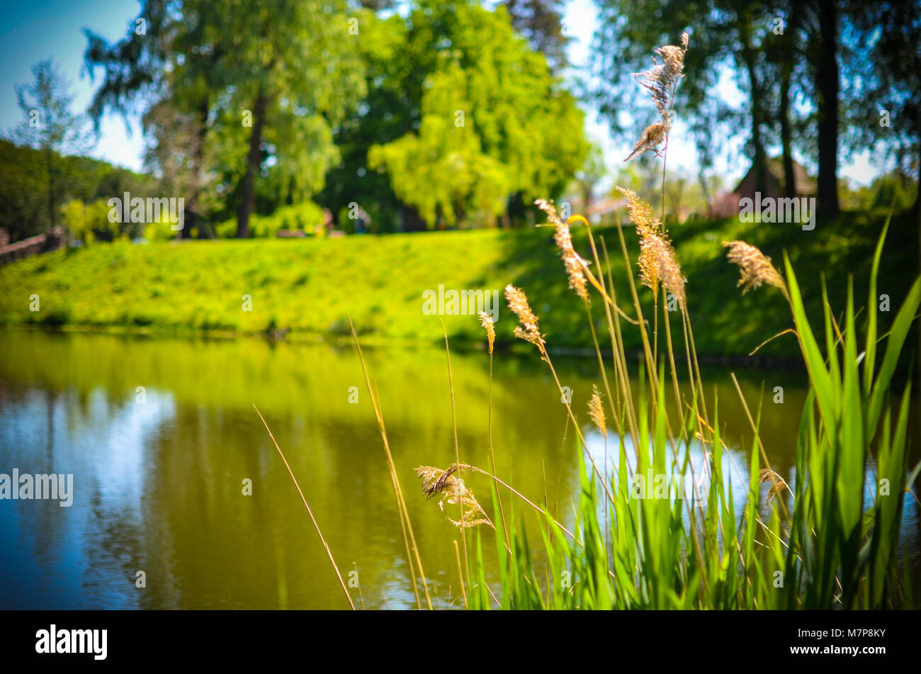 Common cane Phragmites australis on the lake Stock Photo - Alamy