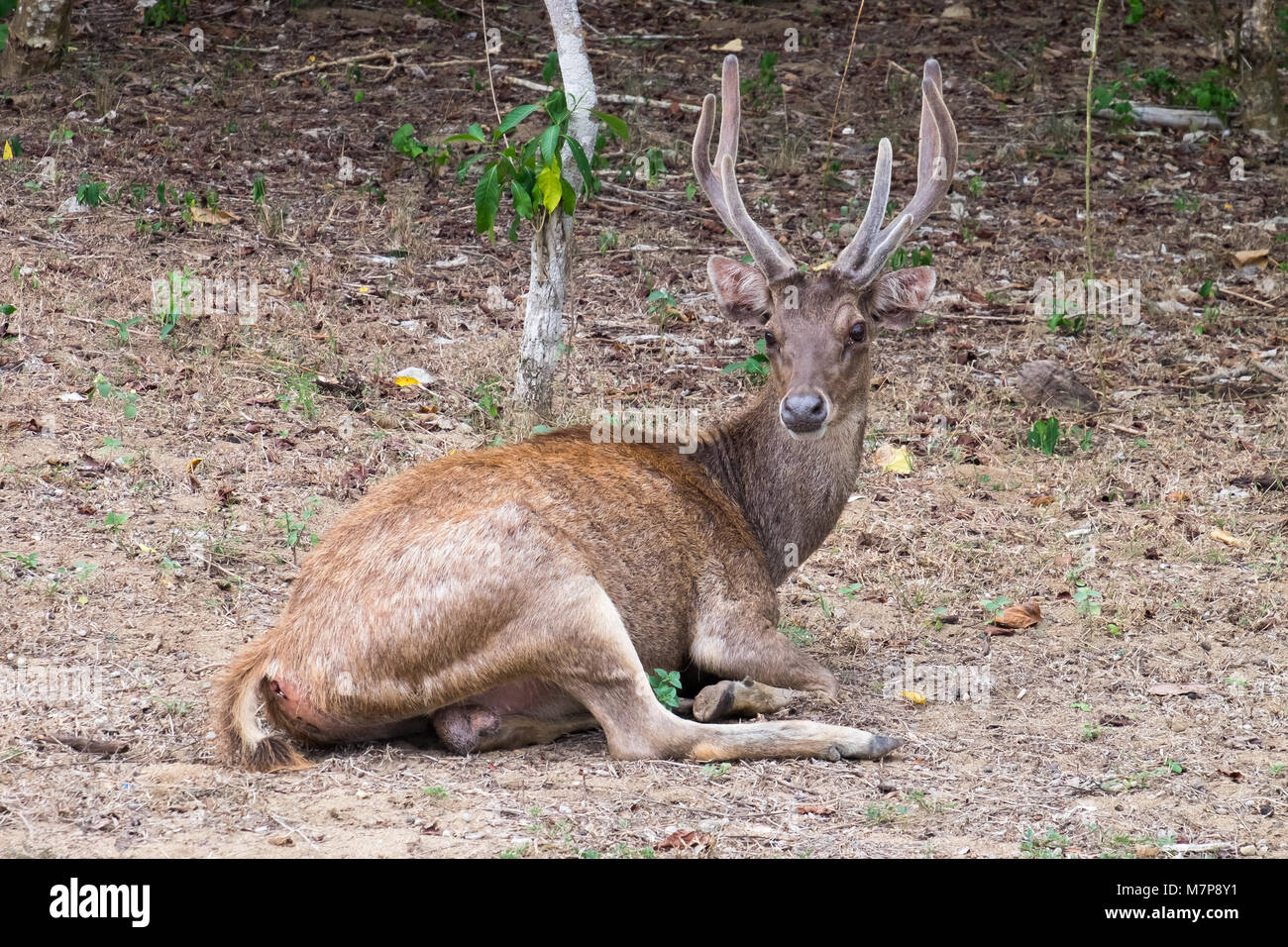 Relaxed beautiful dear in Komodo Island Indonesia Stock Photo - Alamy