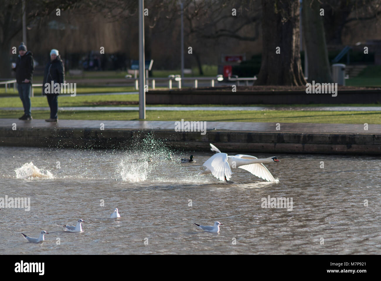 man and woman watch mute swan racing to take off on water Stock Photo ...