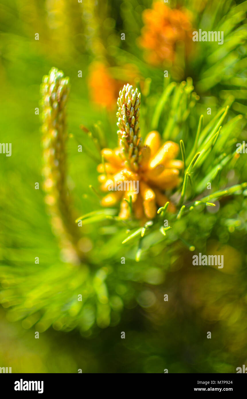 Pine tree flower hi-res stock photography and images - Alamy