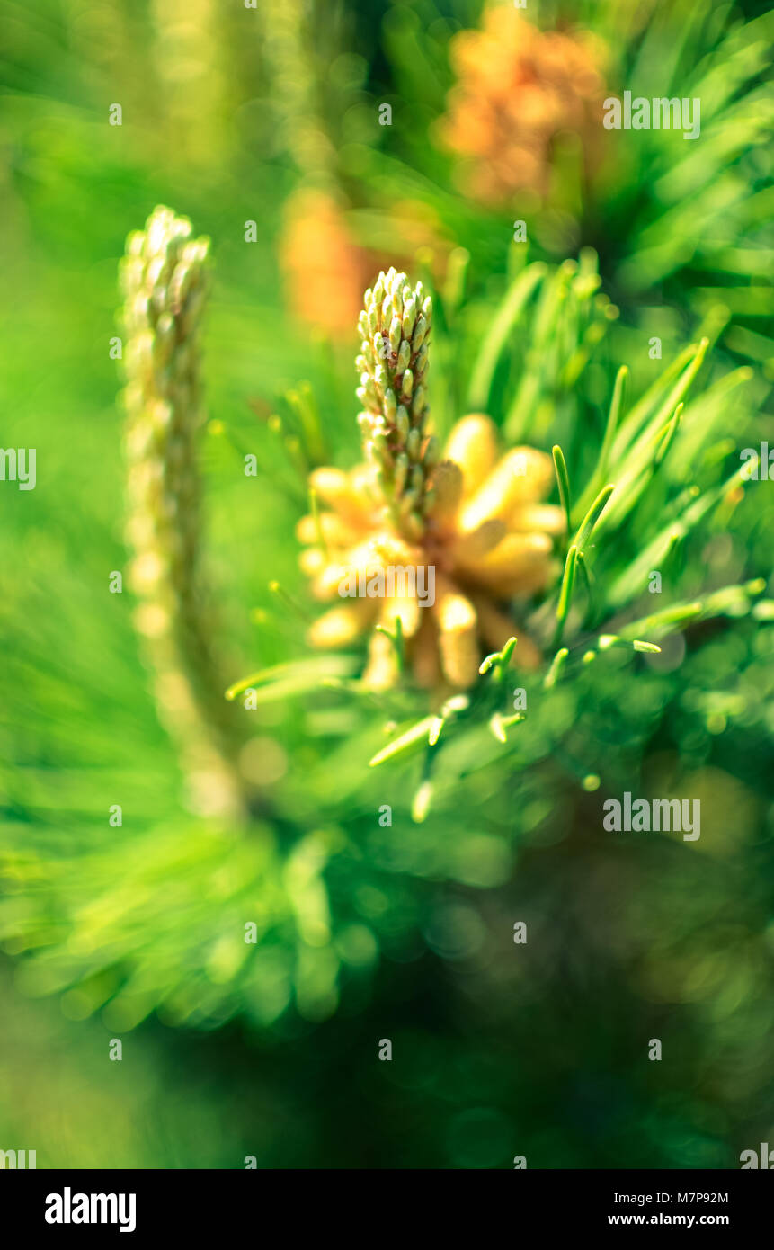 Pine tree flower hi-res stock photography and images - Alamy