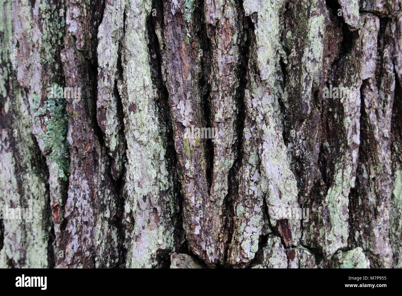 Tree bark background Stock Photo - Alamy
