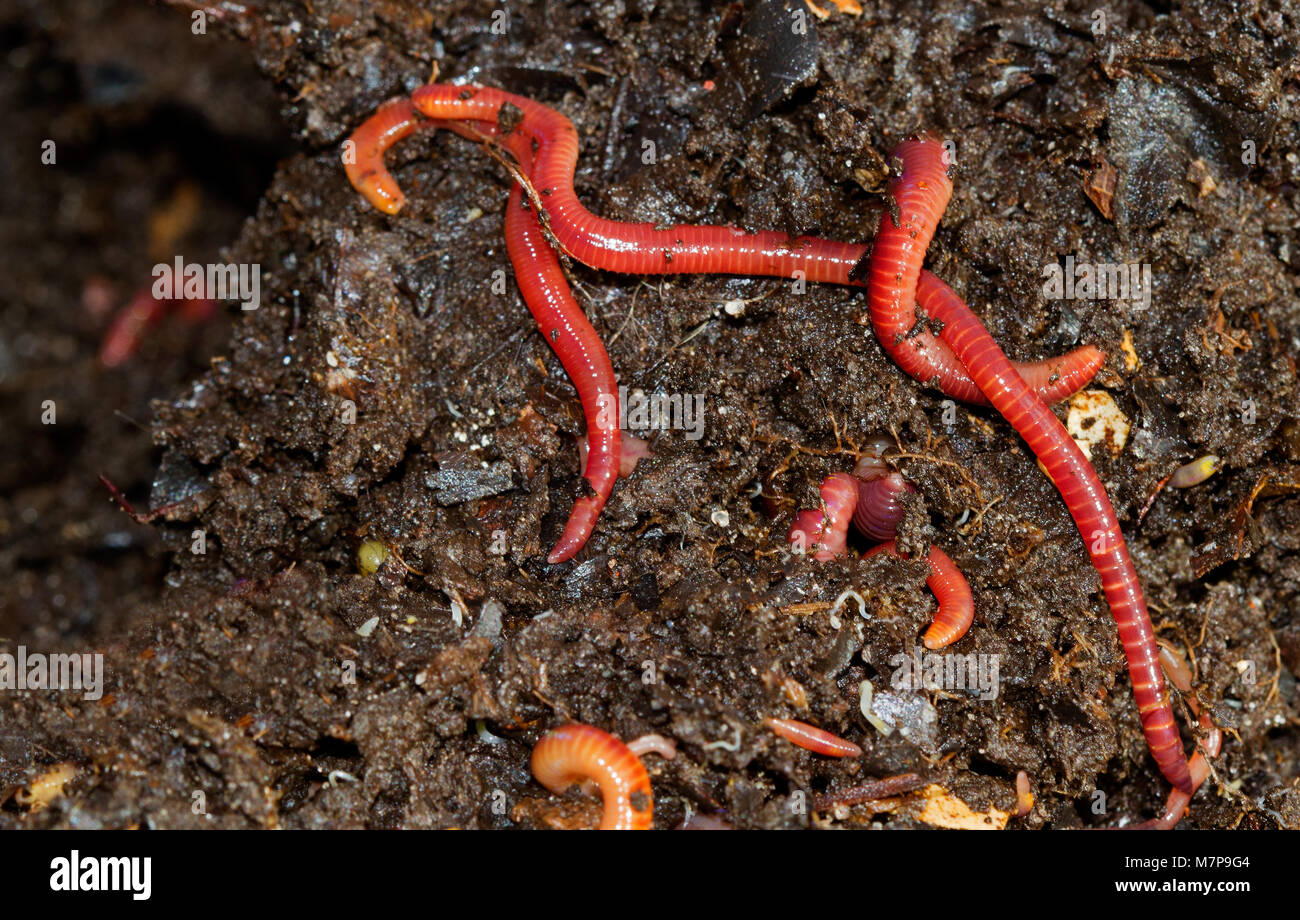 Common earthworm earthworm lob worm hi-res stock photography and images ...