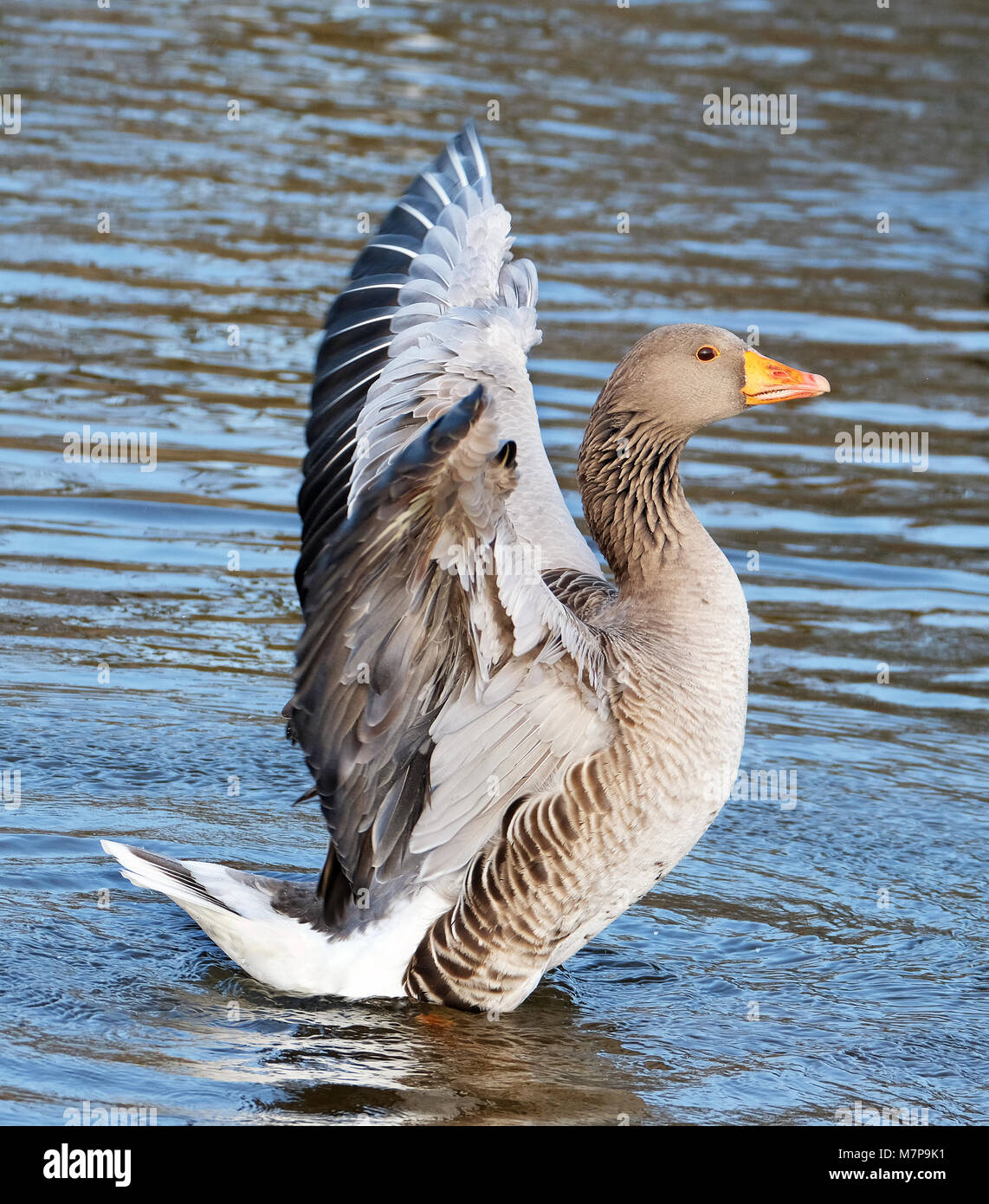 Greylag goose wahing and cleaning feathers in fresh water lake Stock ...