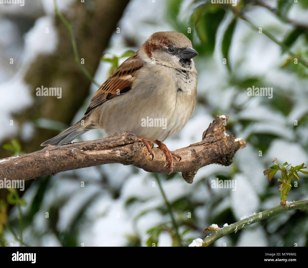 House Sparrows in urban garden feeding in cold winter conditions Stock ...