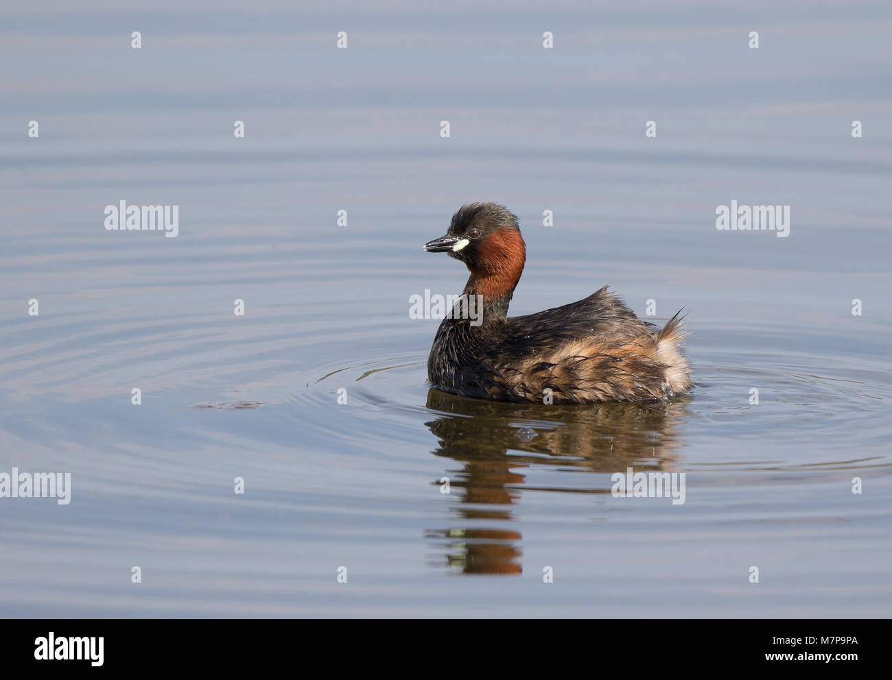 Close up of a wild, UK little grebe waterbird (Tachybaptus ruficollis ...
