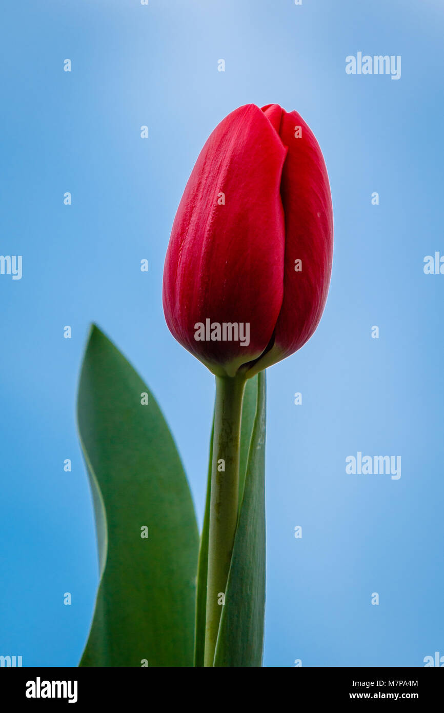 one red tulip on blue sky background Stock Photo - Alamy