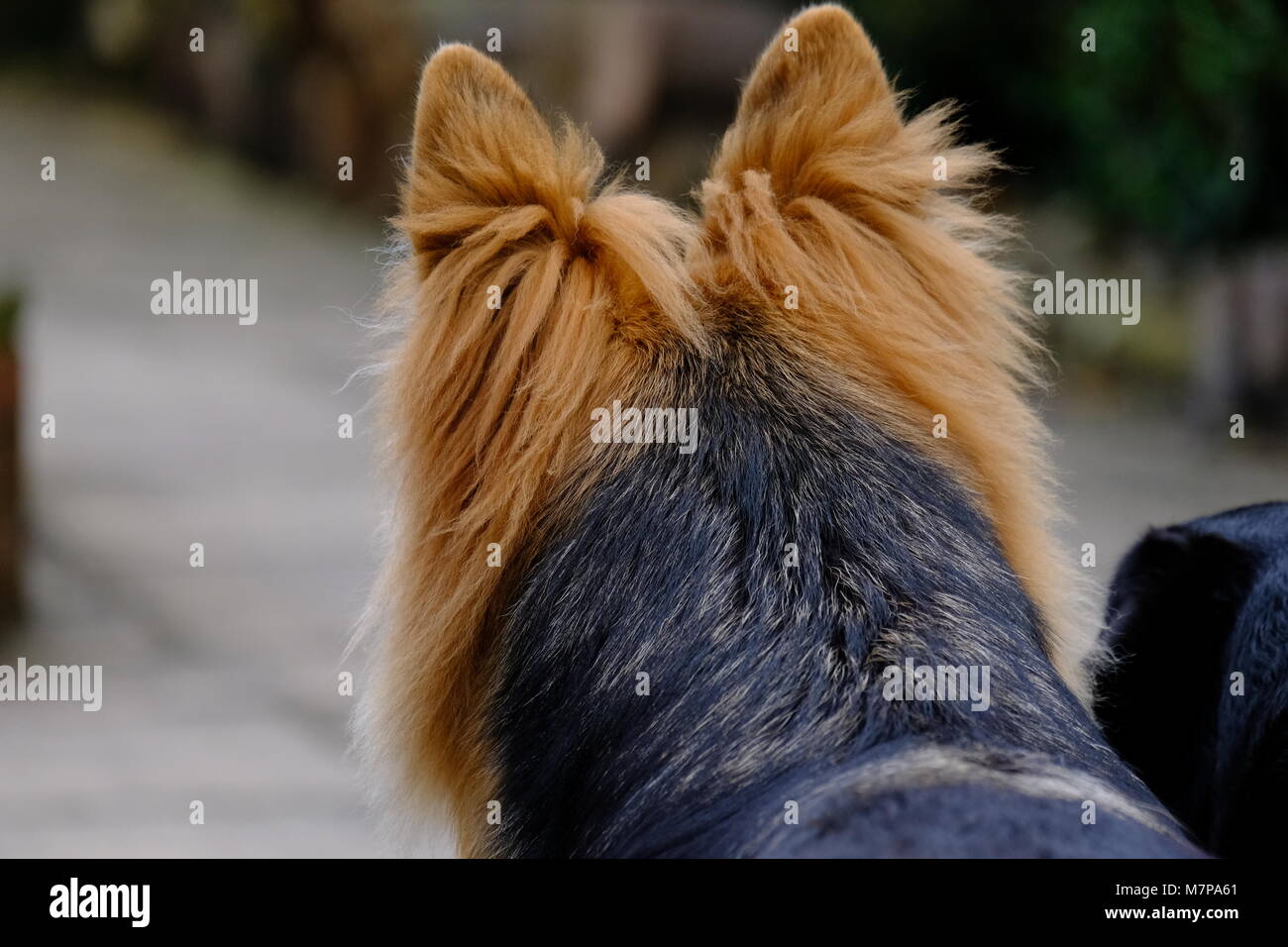 German Shepherd dog, viewed from back of head Stock Photo - Alamy