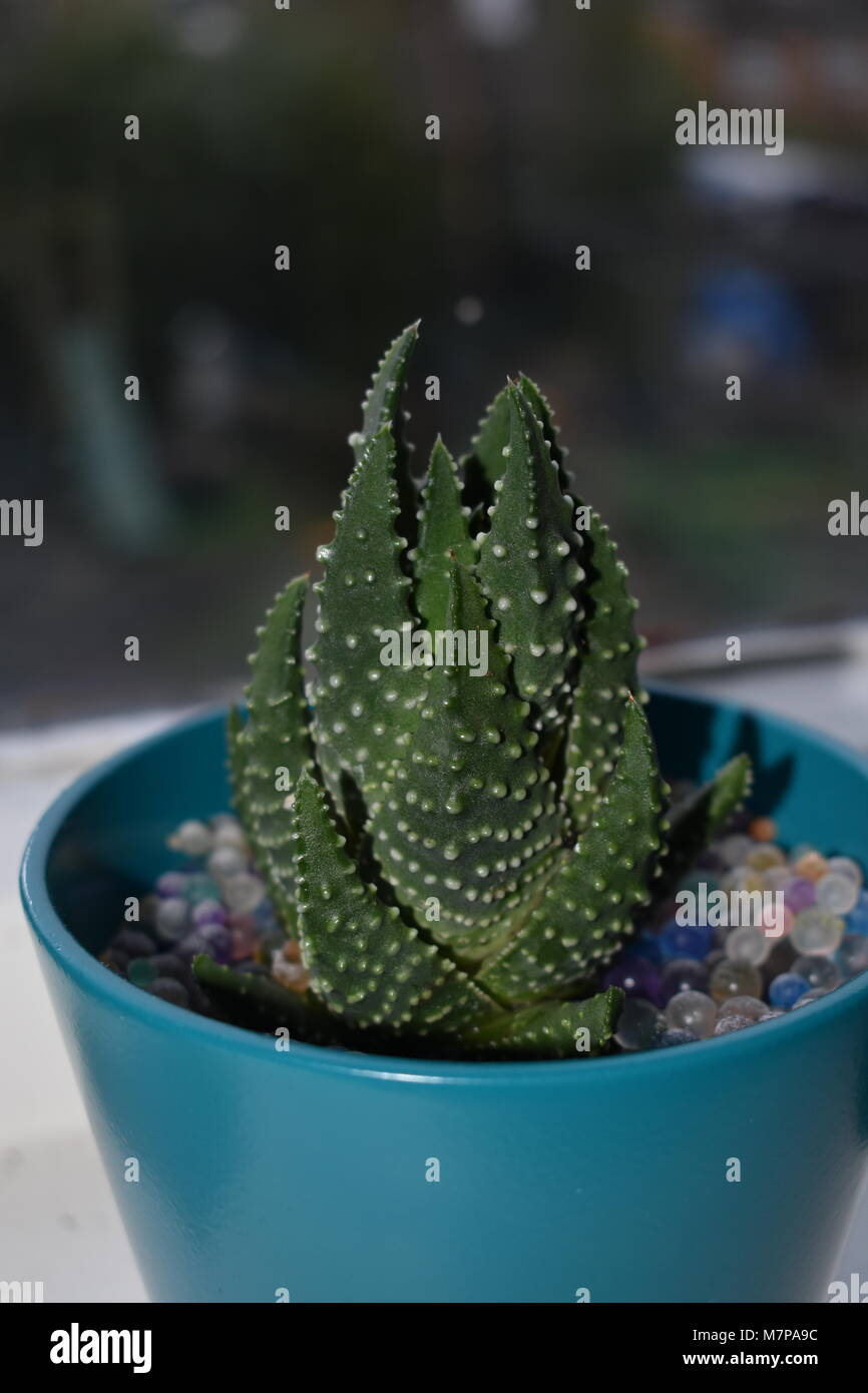 A small household cactus Stock Photo - Alamy