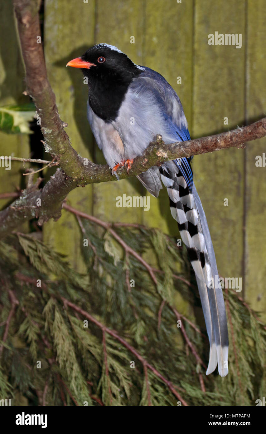 Urocissa erthyrorhyncha hi-res stock photography and images - Alamy