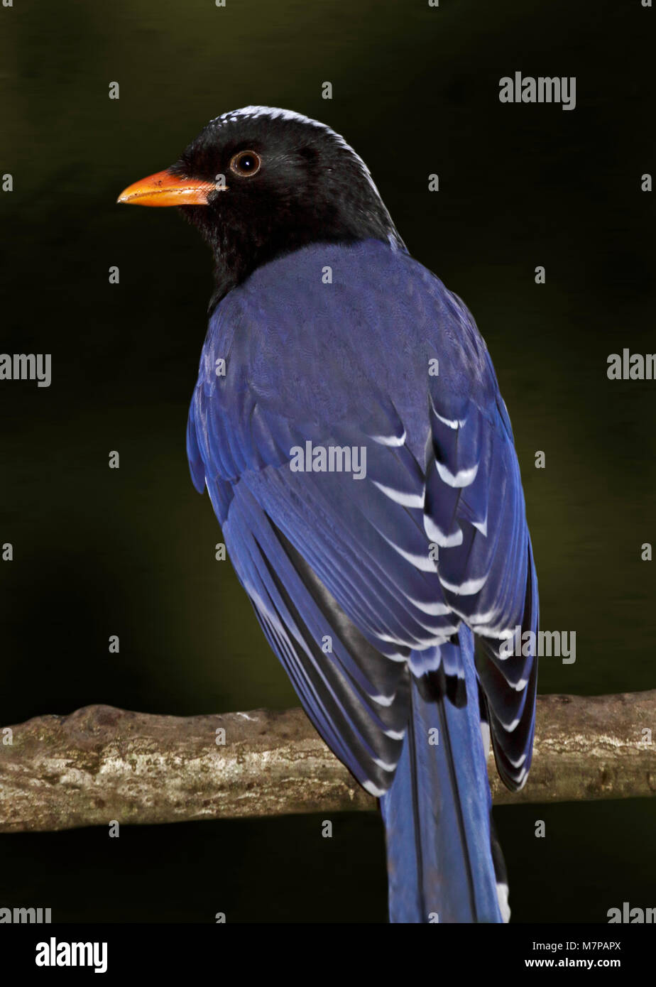 Red Billed Blue Magpie (urocissa erythrorhyncha Stock Photo - Alamy