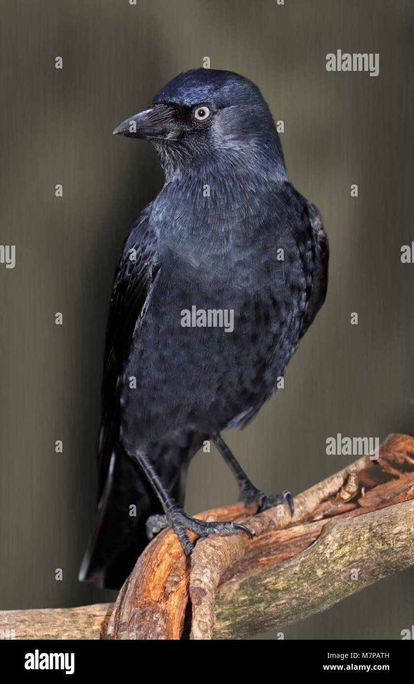 Jackdaw (corvus monedula Stock Photo - Alamy