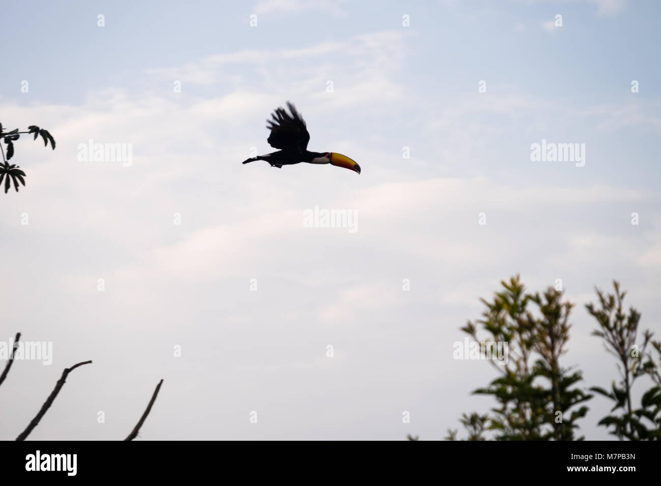 Toucan flying hi-res stock photography and images - Alamy