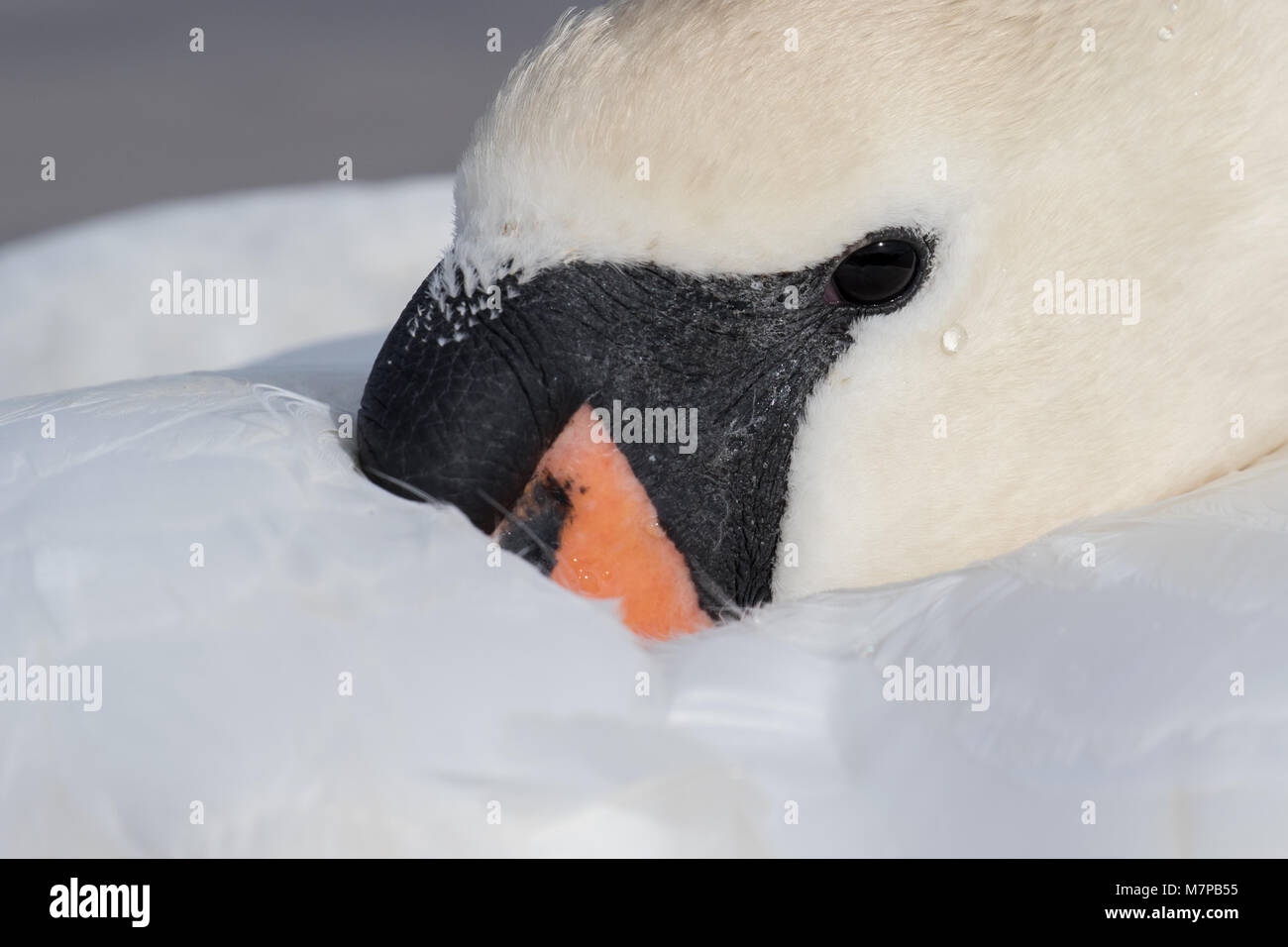 Mute swan sleeping Stock Photo - Alamy