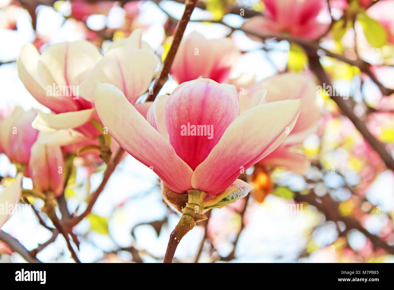 Magnolia tree blossom Stock Photo - Alamy