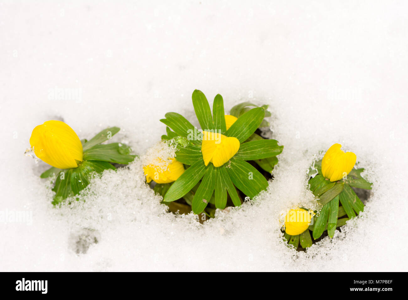 Closeup of yellow winter aconite flowers in the snow Stock Photo - Alamy