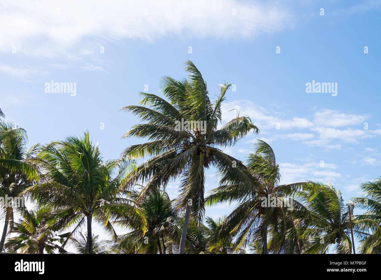 Brazil bahia plantation hi-res stock photography and images - Alamy