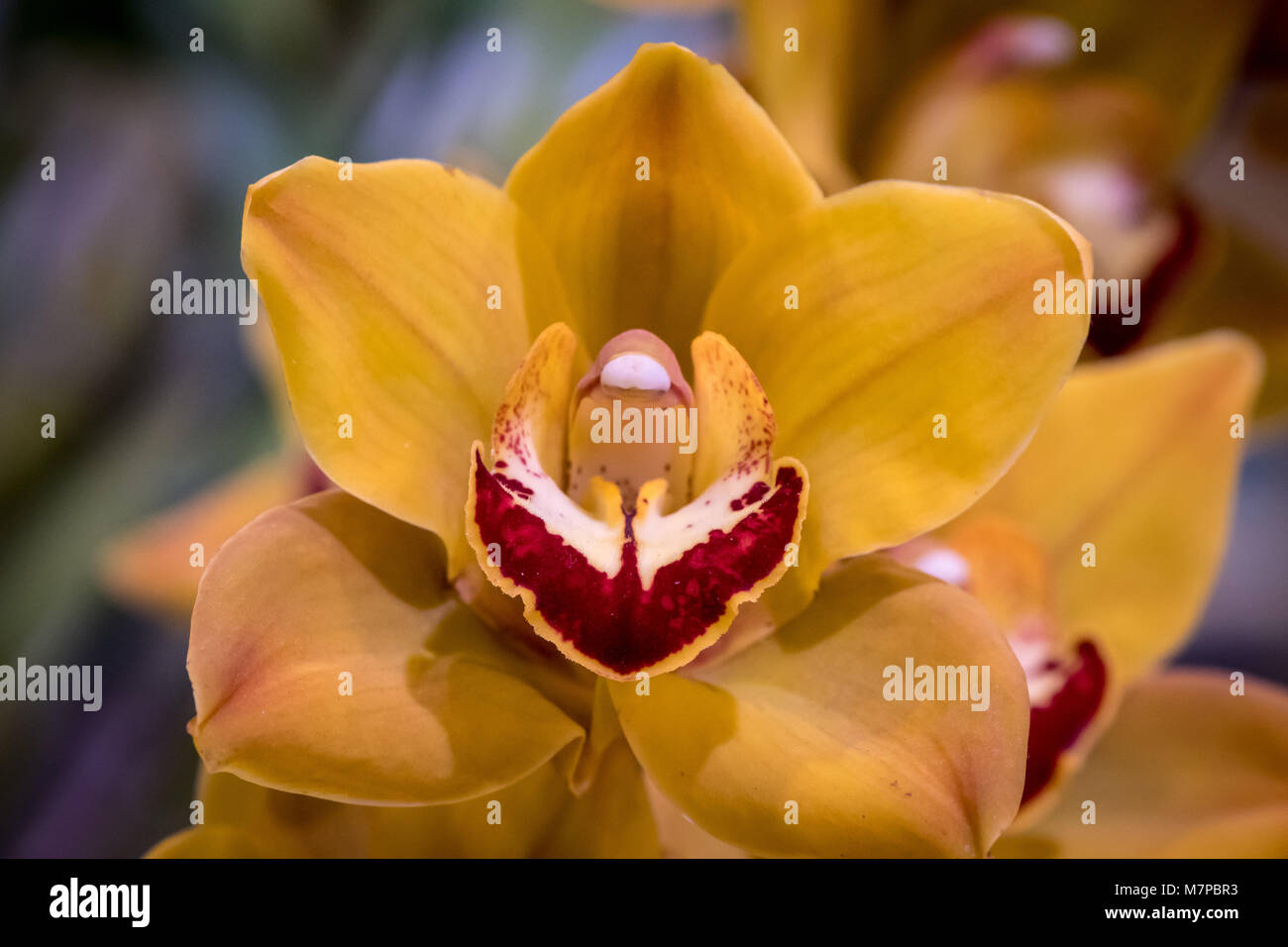 Lady slipper orchid (Cypripedioideae Stock Photo - Alamy
