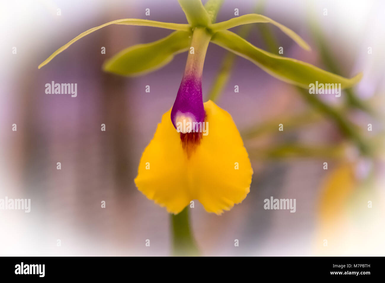 Lady slipper orchid (Cypripedioideae Stock Photo - Alamy