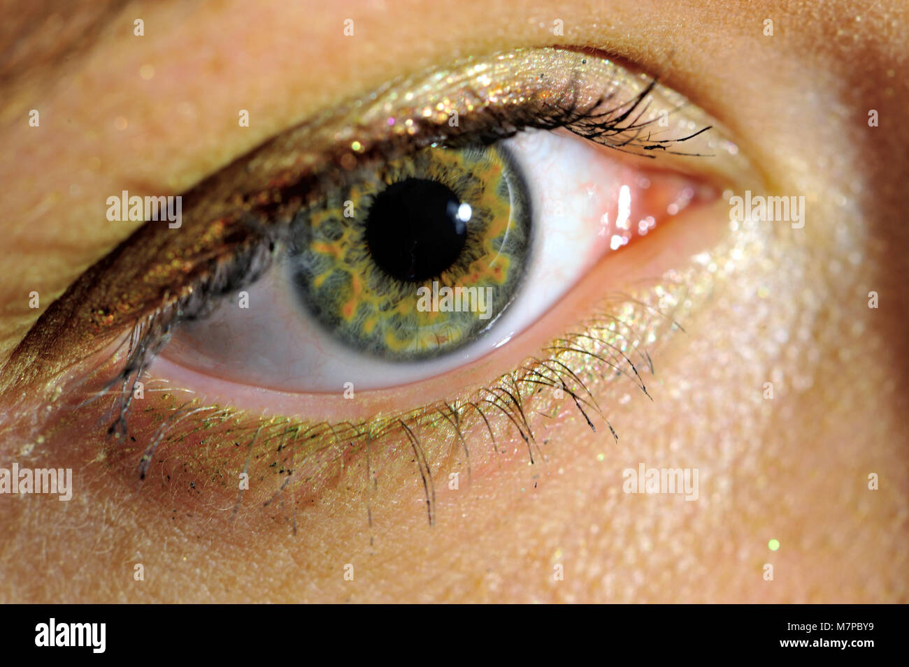 organ, sight, eye, eyes, color, perception, sense, human, person, frame ...