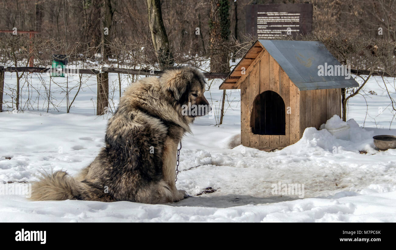 Countryside, Serbia - An Illyrian Shepherd Dog (Sarplaninac) also known ...