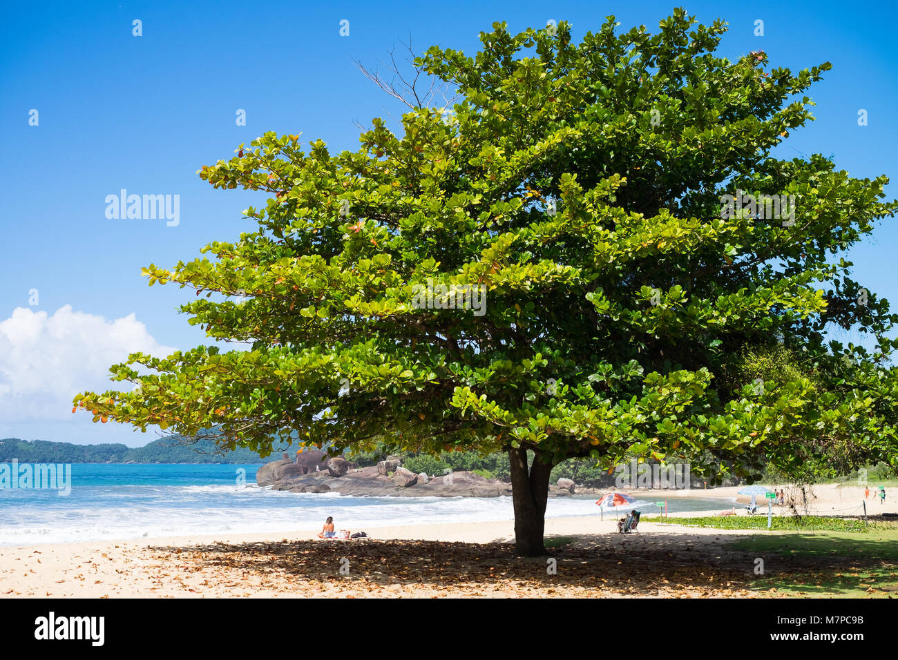 Huge tree on the beach in Ubatuba, Sao Paulo, Brazil Stock Photo - Alamy