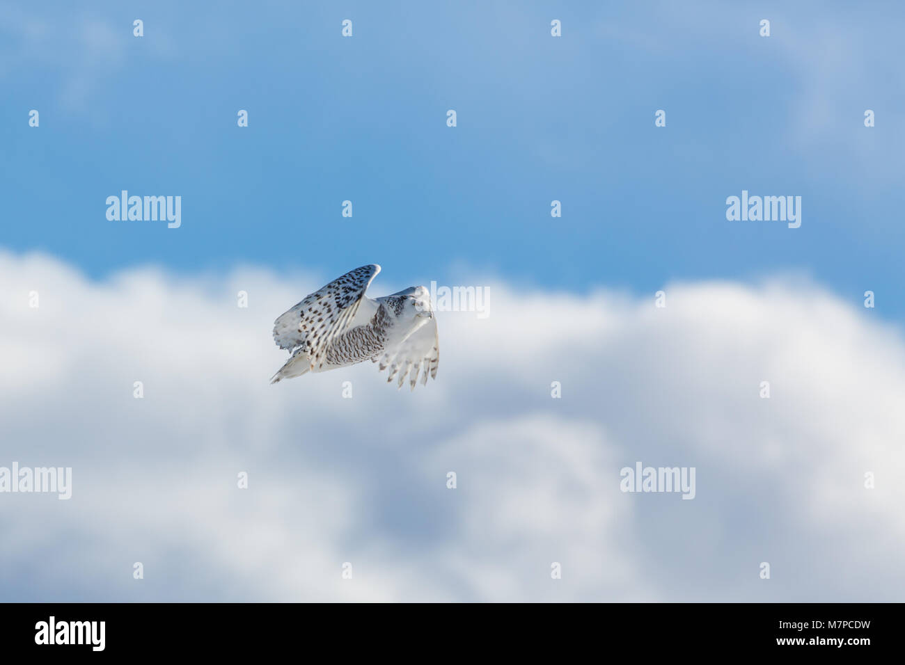 One Snowey Owl in flight on bright clouds and blue sky background Stock ...