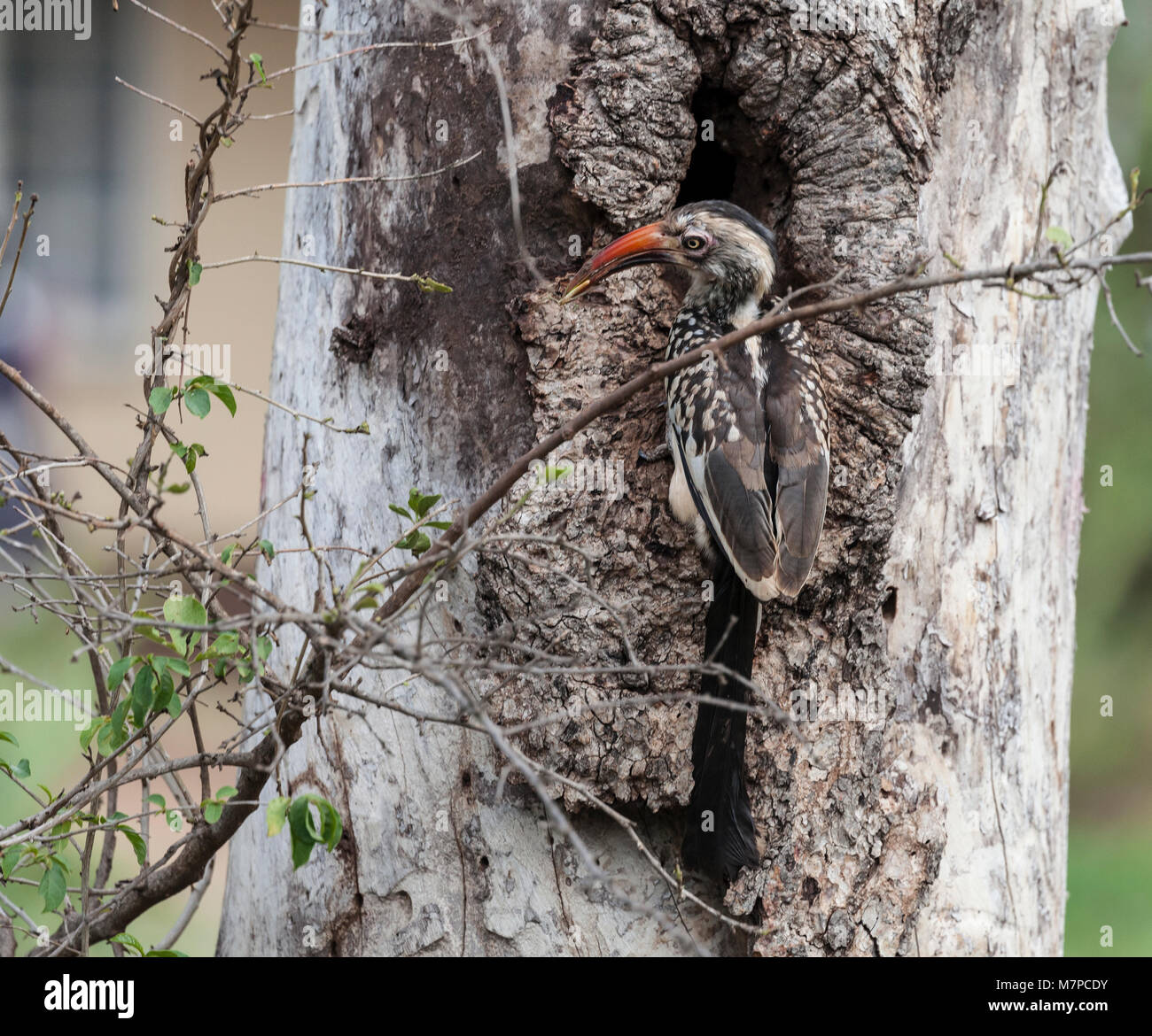 Hornbill nest hi-res stock photography and images - Alamy