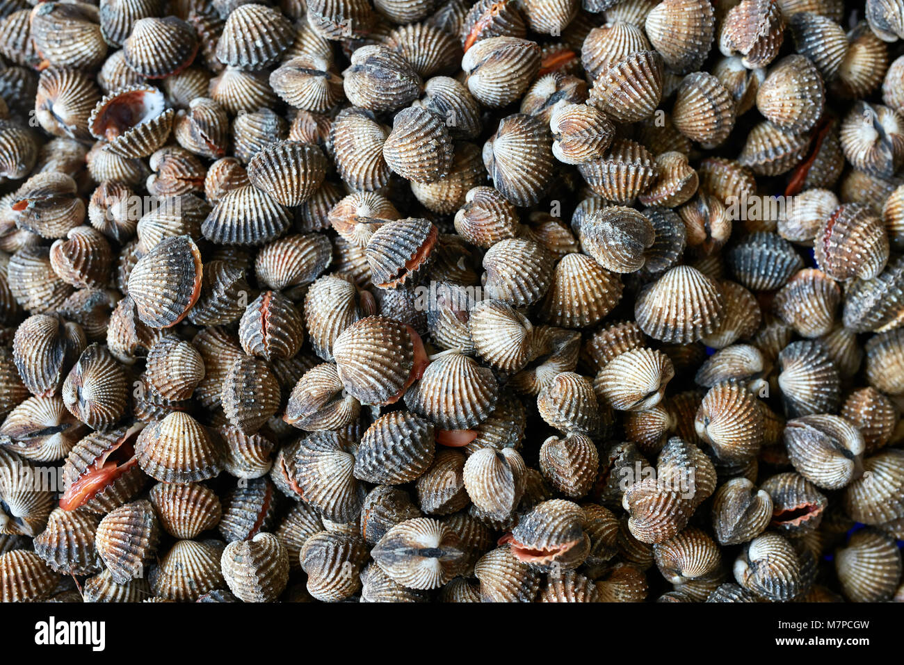 Lot of brown shells with red mollusks. They are lying on each other ...