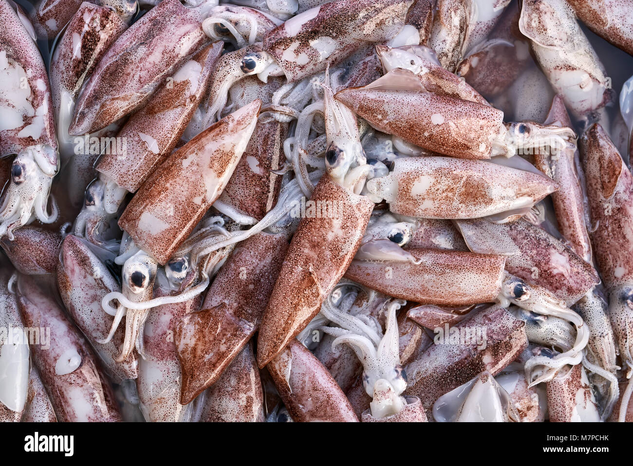 Small red wet squids are lying on each other. Closeup horizontal photo ...