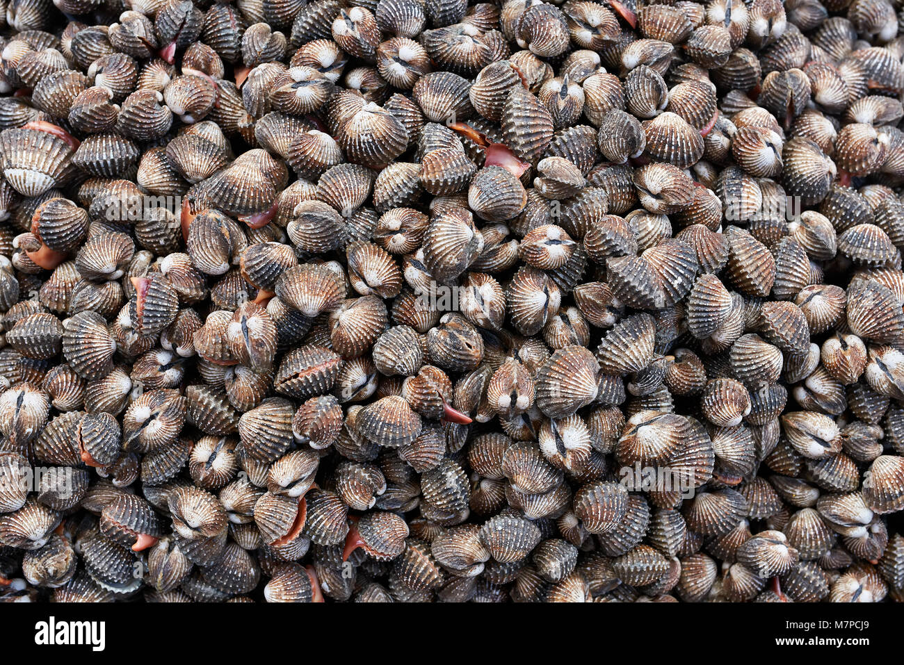 Many brown shells with red mollusks. They are lying on each other ...