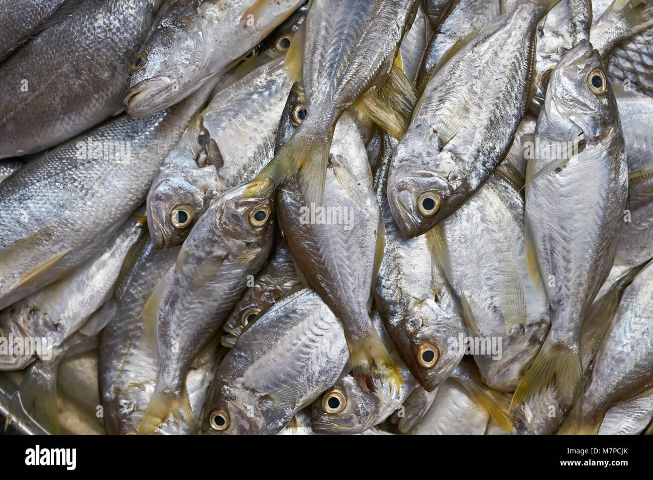 Fresh silver fishes are lying on each other. Closeup horizontal photo ...