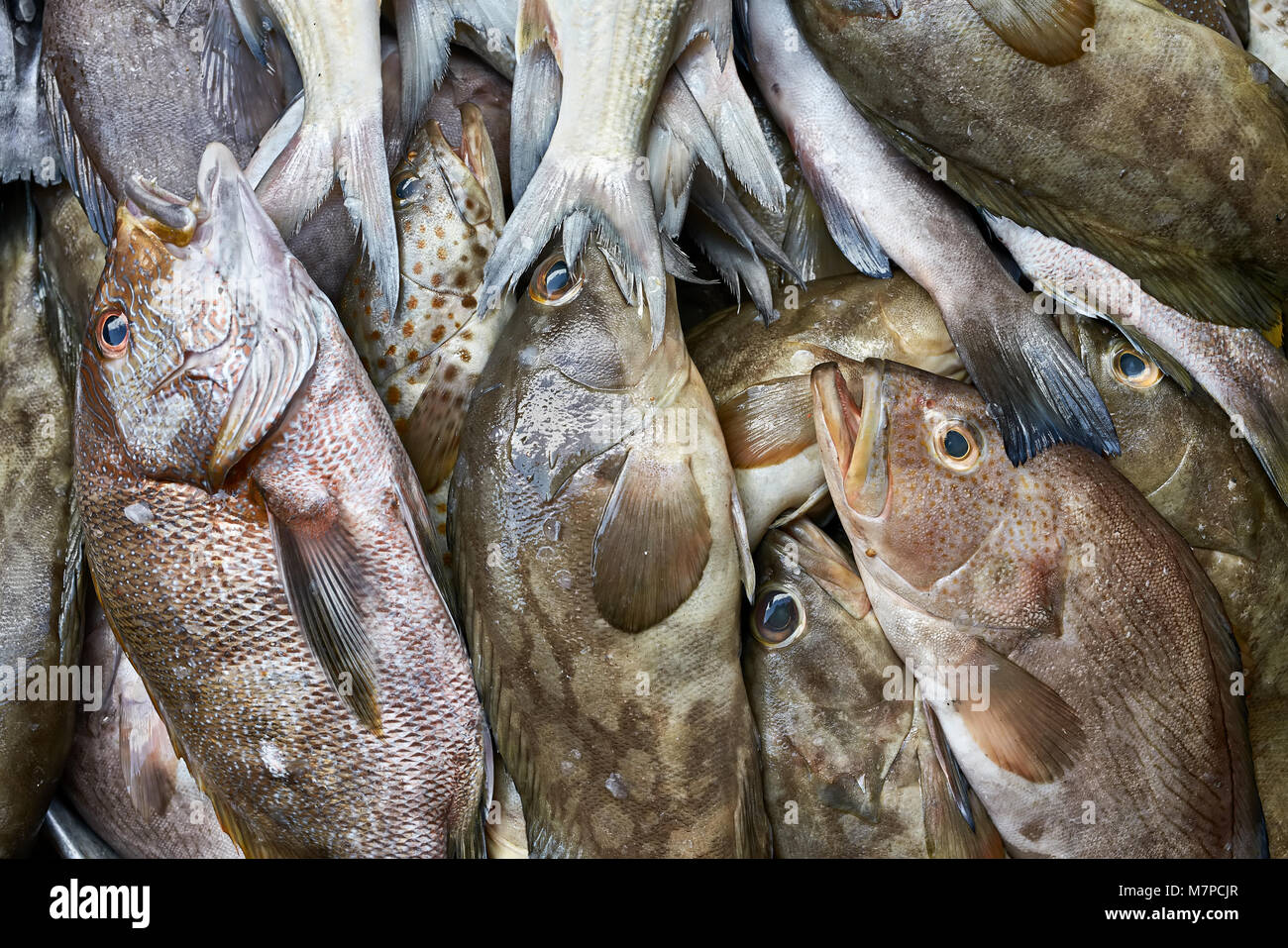 Wet fresh fishes are lying on each other. Closeup horizontal photo ...