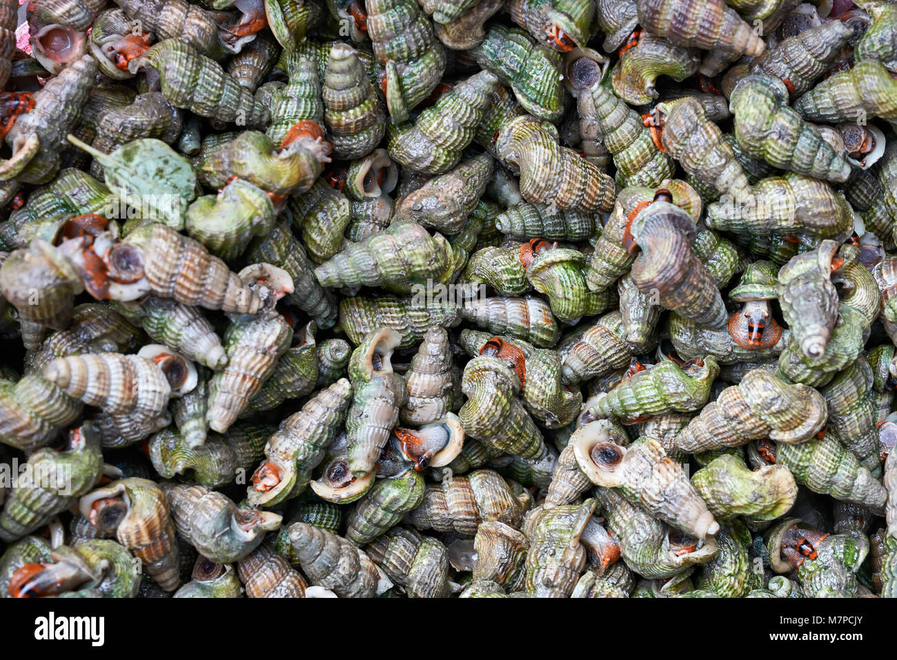Whole lot of of green shells with red snails which are lying on each ...